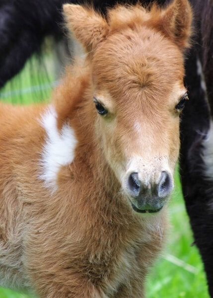 Miniature ponies Auckland, Miniature pony New Zealand Wellington