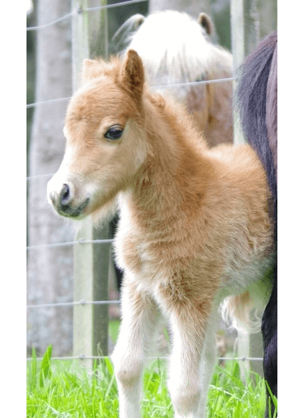 Miniature ponies Auckland, Miniature pony New Zealand Wellington