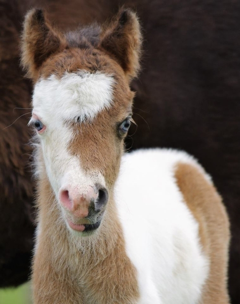 Miniature ponies Auckland, Miniature pony New Zealand Wellington
