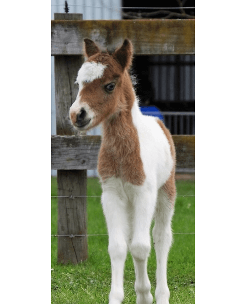 Miniature ponies Auckland, Miniature pony New Zealand Wellington