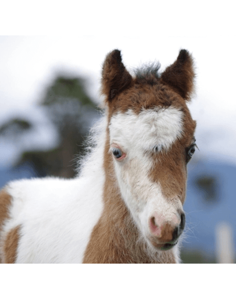 Miniature ponies Auckland, Miniature pony New Zealand Wellington