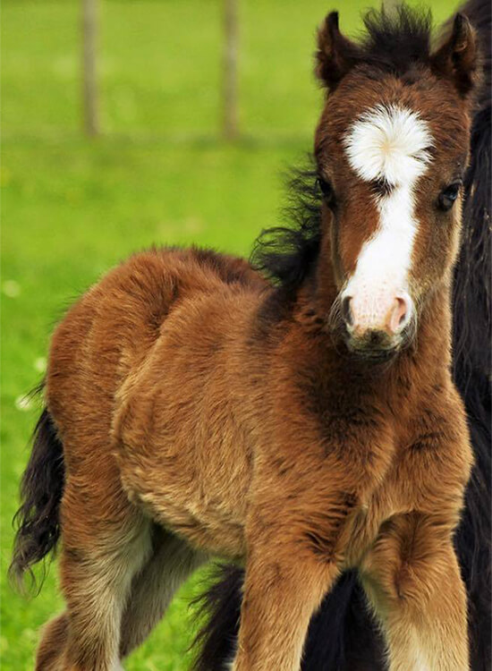 Miniature ponies Auckland, Miniature pony New Zealand Wellington