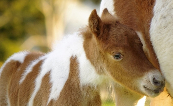 Miniature ponies Auckland, Miniature pony New Zealand Wellington
