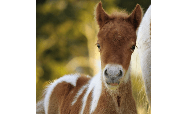 Miniature ponies Auckland, Miniature pony New Zealand Wellington