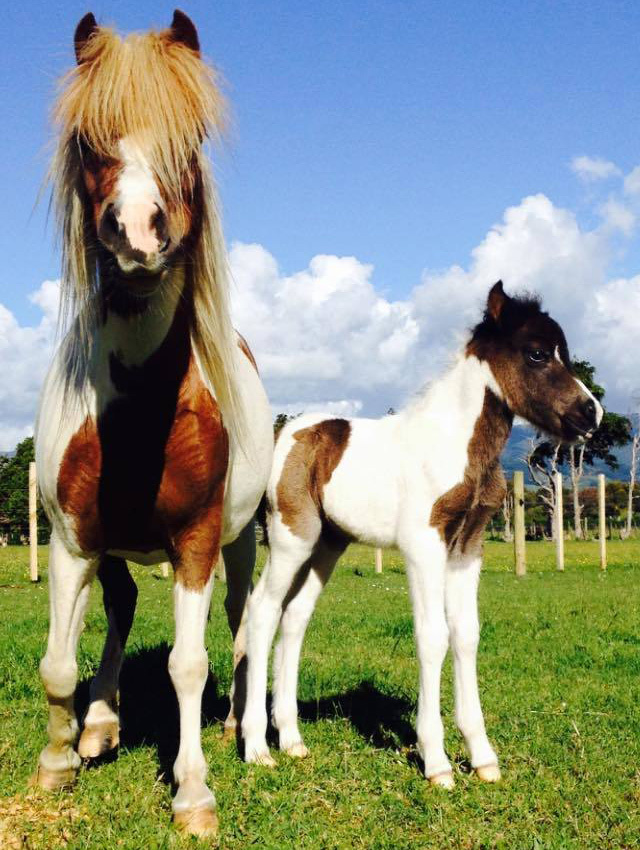 Miniature ponies Auckland, Miniature pony New Zealand Wellington