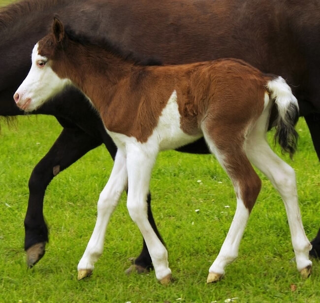 Miniature ponies Auckland, Miniature pony New Zealand Wellington